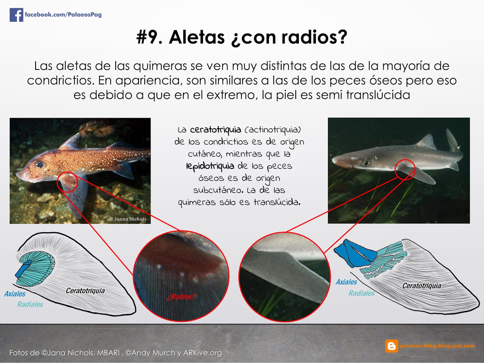 Palaeos, la historia de la Vida en la Tierra: 10 hechos sobre quimeras ...