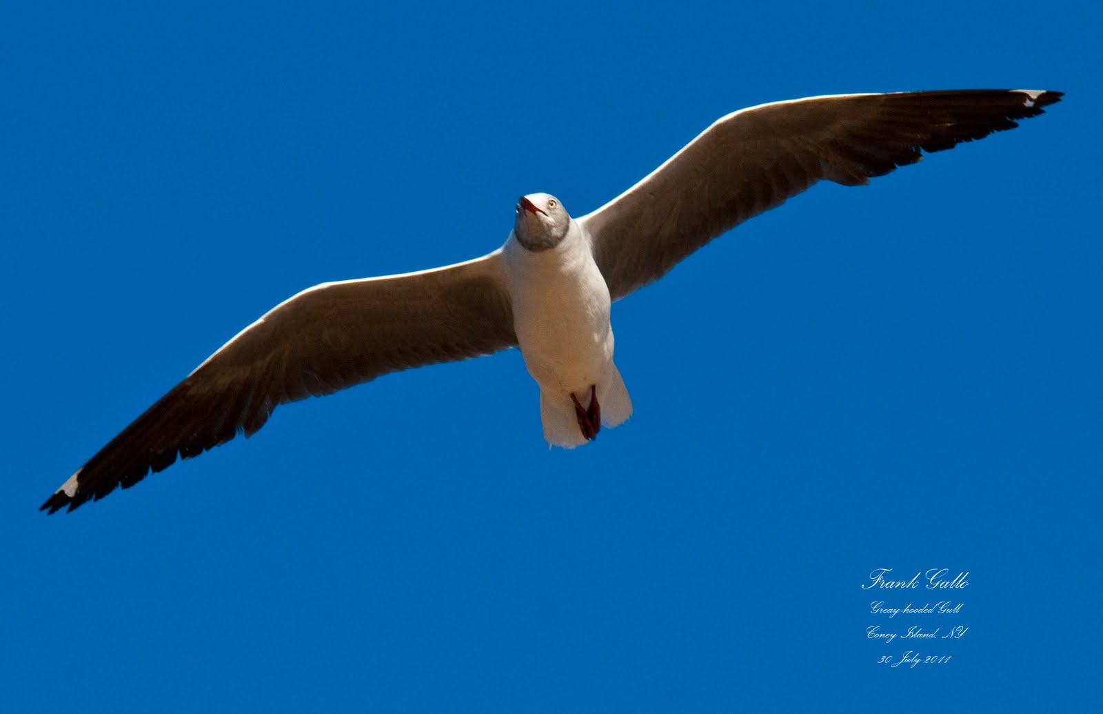 bird life: Gray-hooded Gull, aka Most Bizarre Birding Excursion Ever