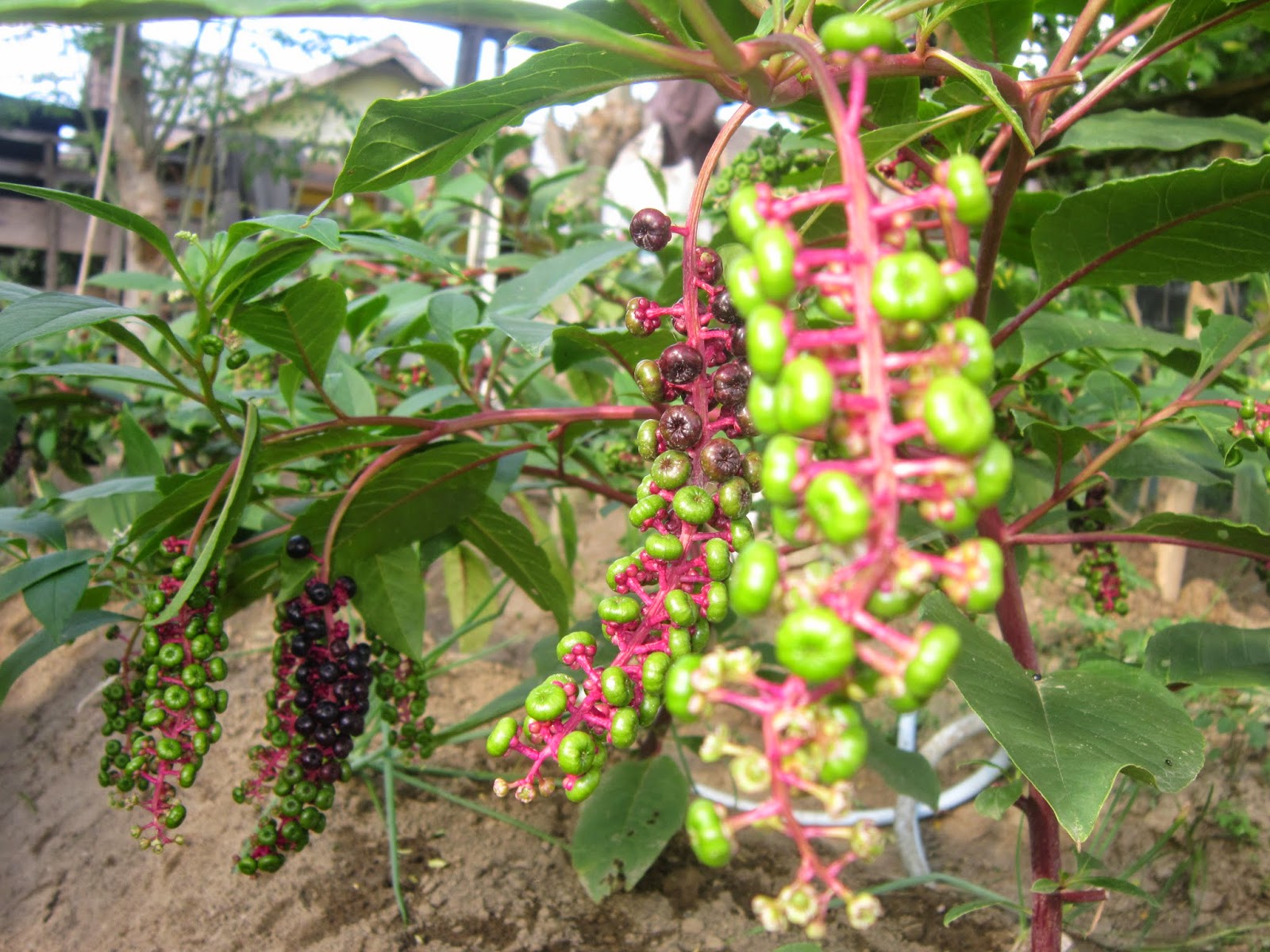 menjual ginseng merah (Ginseng Korea): TANAMAN (GINSENG KOREA) GINSENG ...