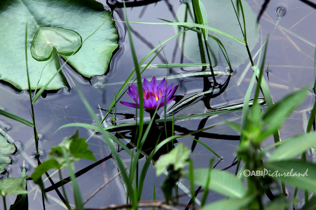 .: Ambal flower( water lily)