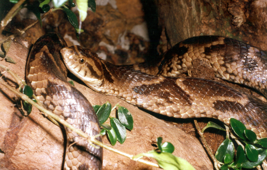 BIOLOGIA E HERPETOLOGIA Amor à vida e aos Répteis!: BOIPEVA - A ...