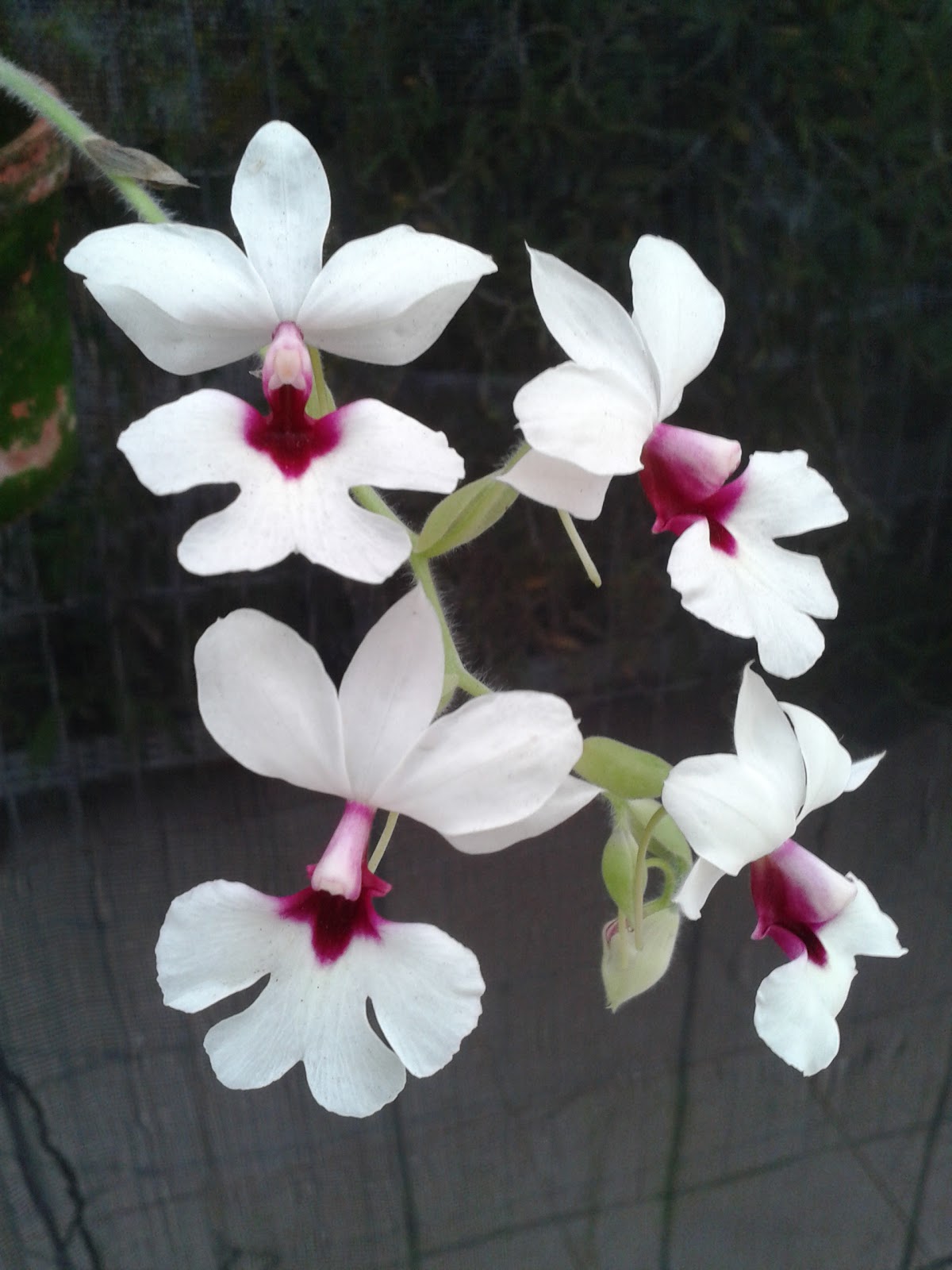 ORQUIDEAS: Calanthe vestita