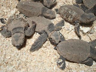 ARENA ISLAND: ACTIVITIES & AMENITIES