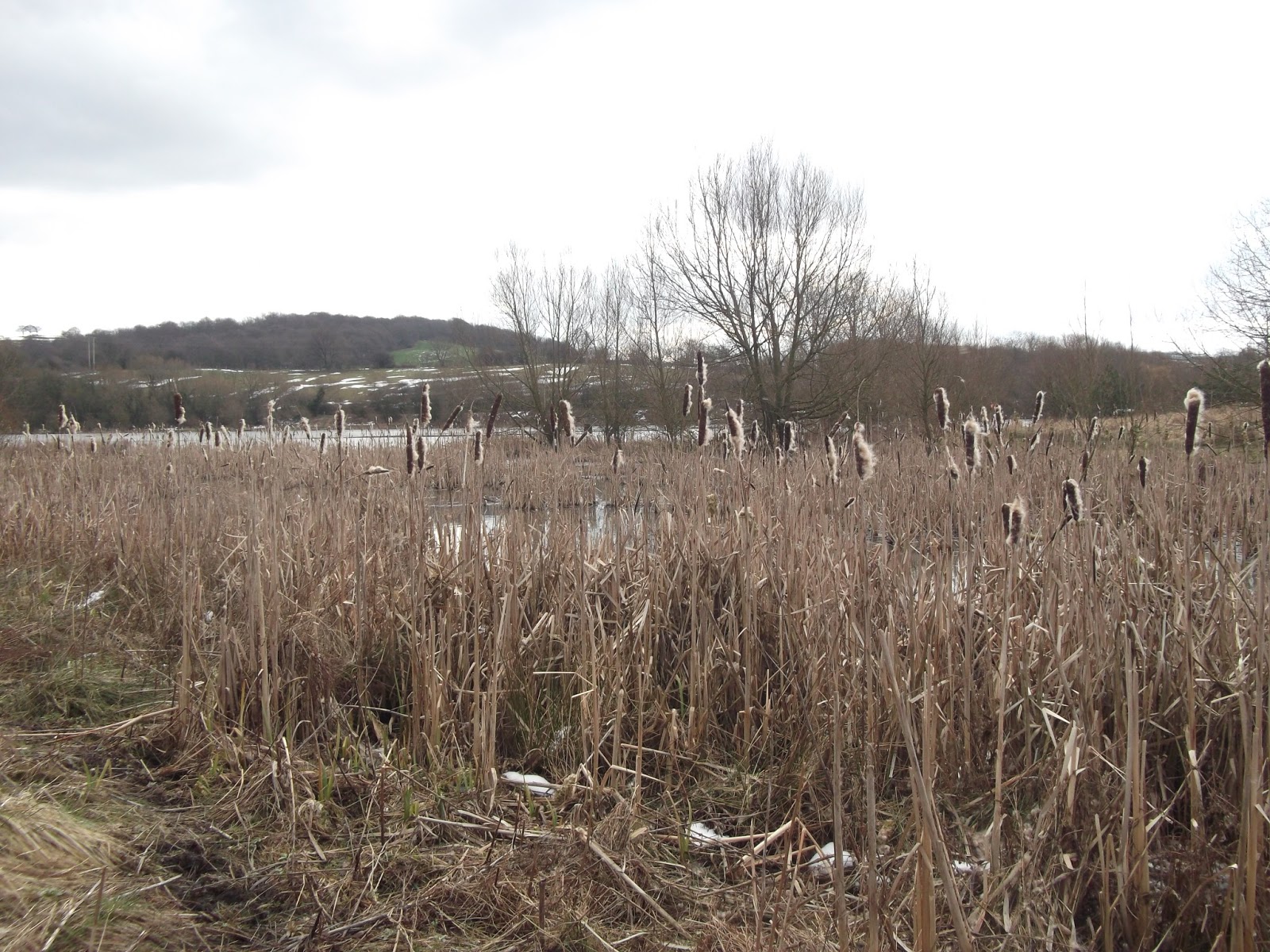 Heart Shaped: Elsecar Reservoir