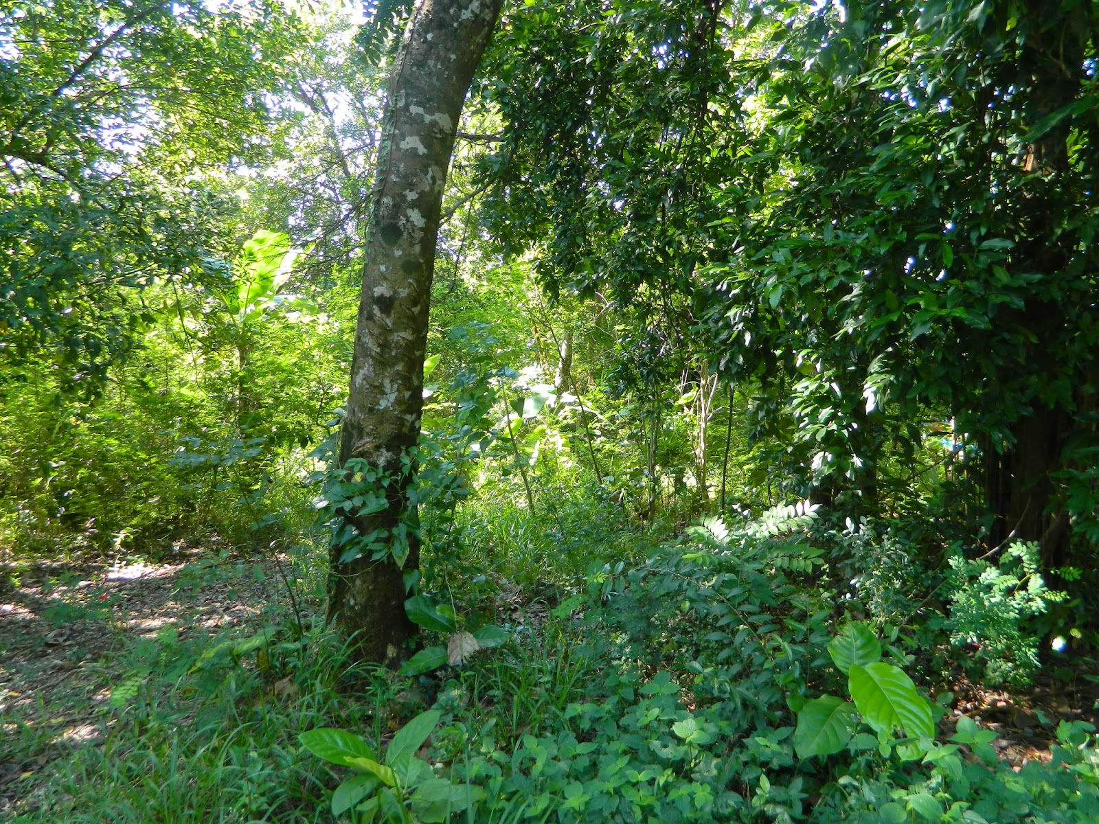 Watching the Sun Bake: I Could Live on Roatan