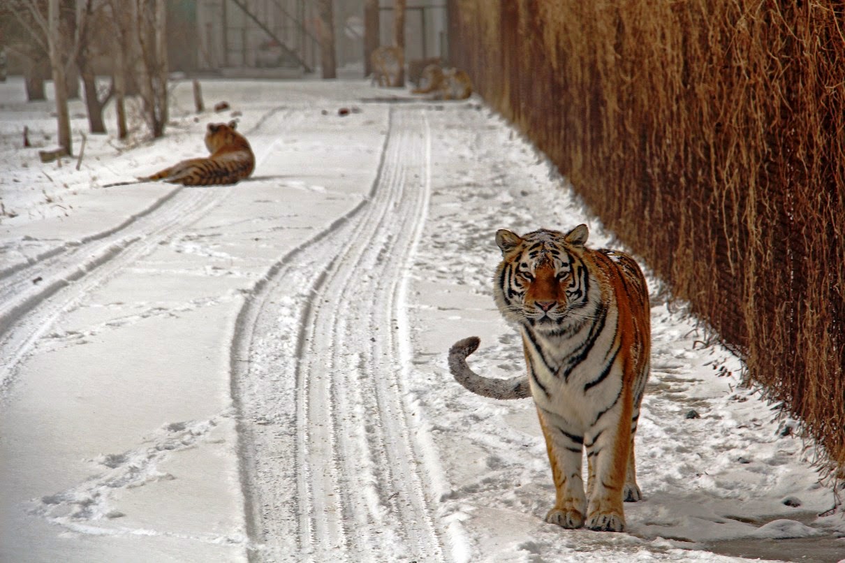 the viewing deck: Harbin Tour last part; Inside the Siberia Tiger Park
