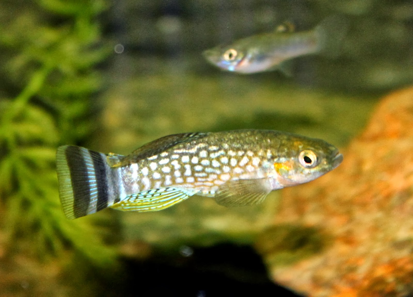 Howard`s Reef: Aphanius dispar "Abu Dhabi corniche al quam"