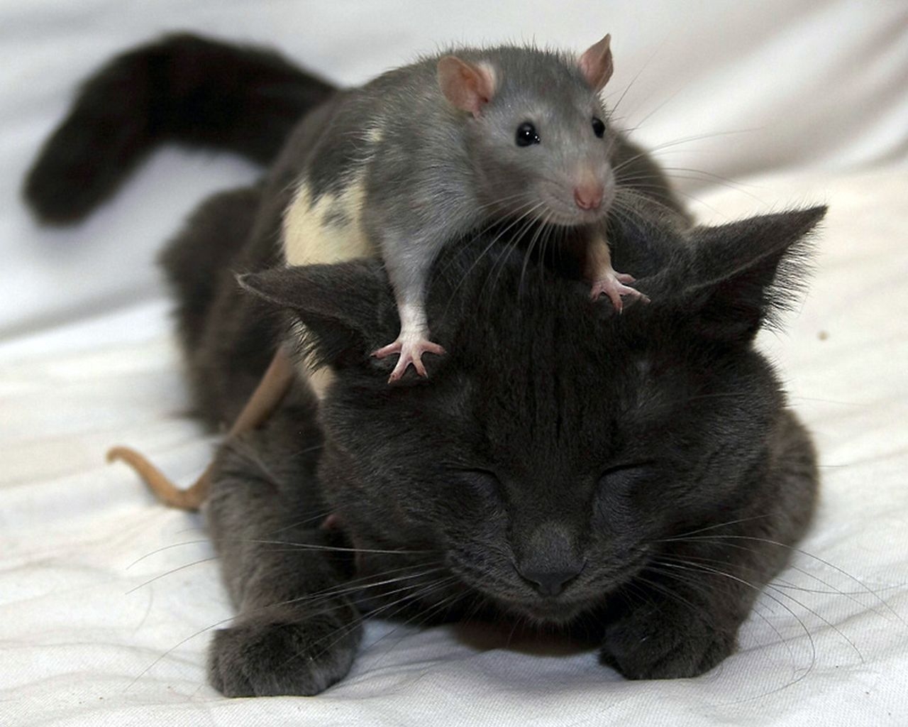 Rats Wallpapers | Fun Animals Wiki, Videos, Pictures, Stories