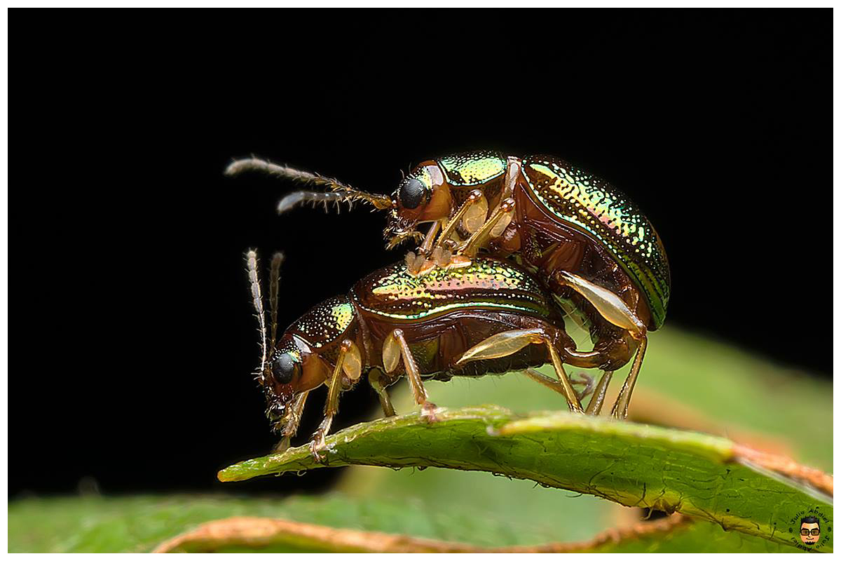 Panama Birds & Wildlife Photos' Blog