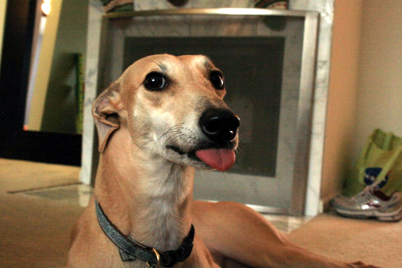 Isabelline Penguin: April 2011