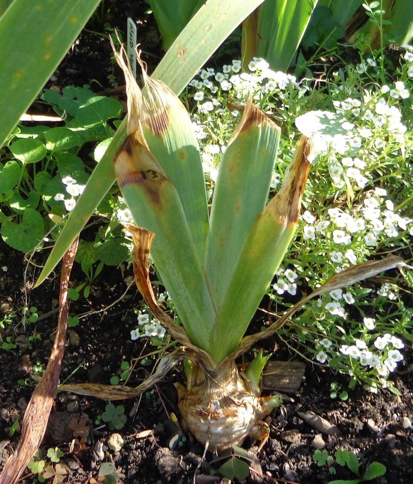 Daniel's Pacific NW Garden: Bearded Irises. Progress report.Iris bed #2