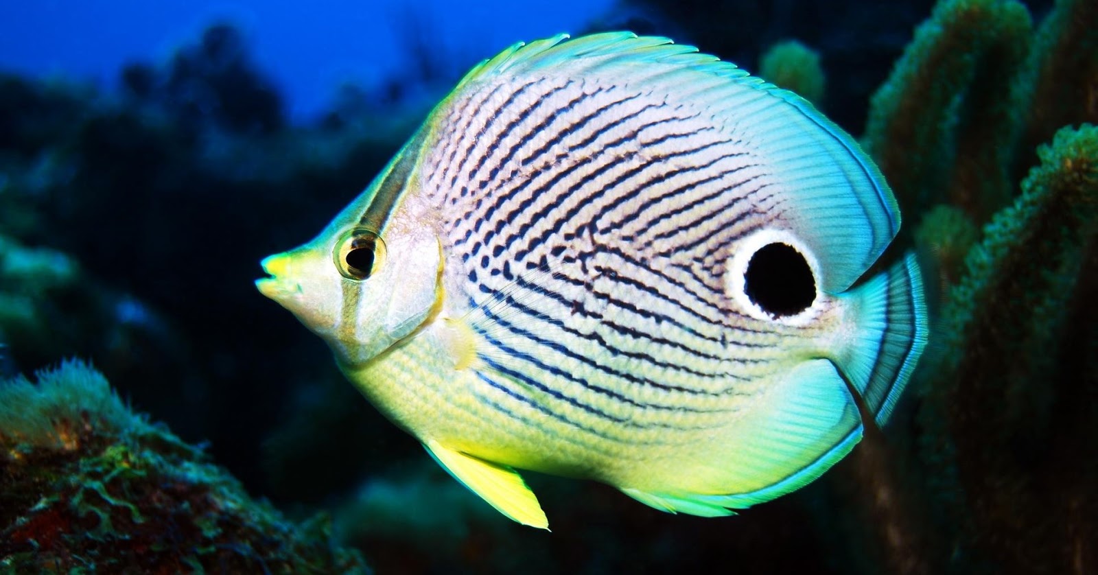 Kumpulan Gambar Ikan Hias Air Laut