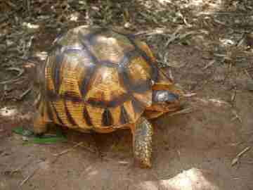 Animals of the world: Angonoka tortoise