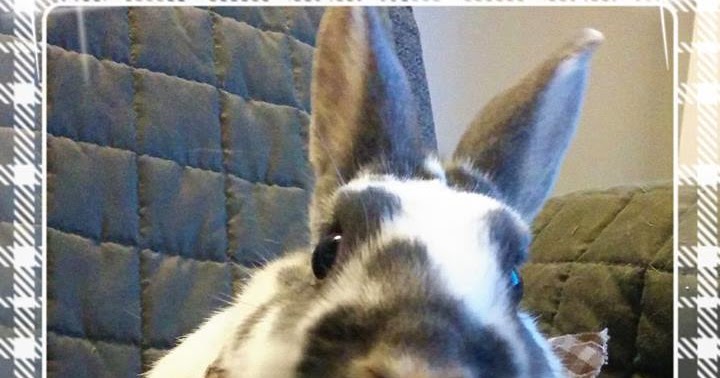 Disapproving Bun: Arrow
