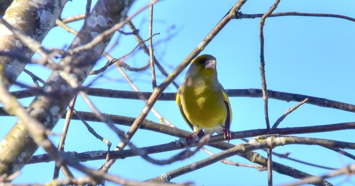 Suomalaista luontoa: VIHERPEIPPO