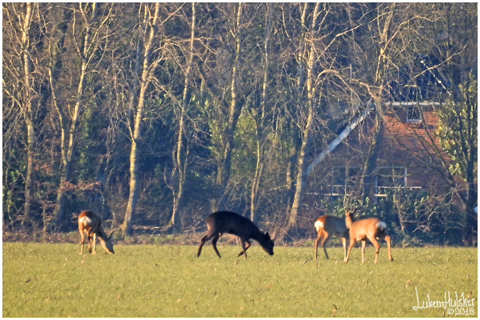 LH VANDAAG: Zwarte ree rustend in het winterzonnetje......