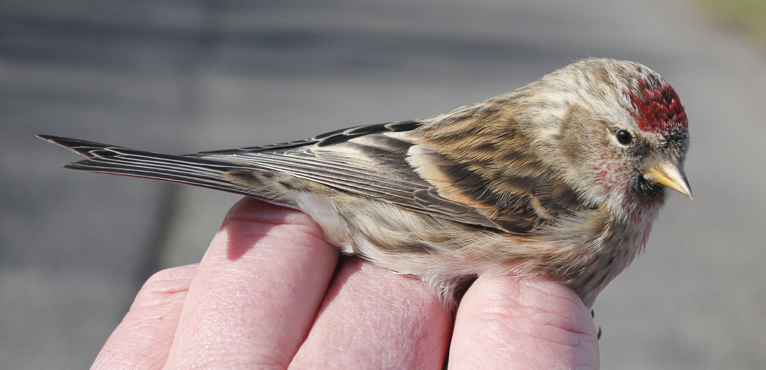 Another Bird Blog: More Finch Tales