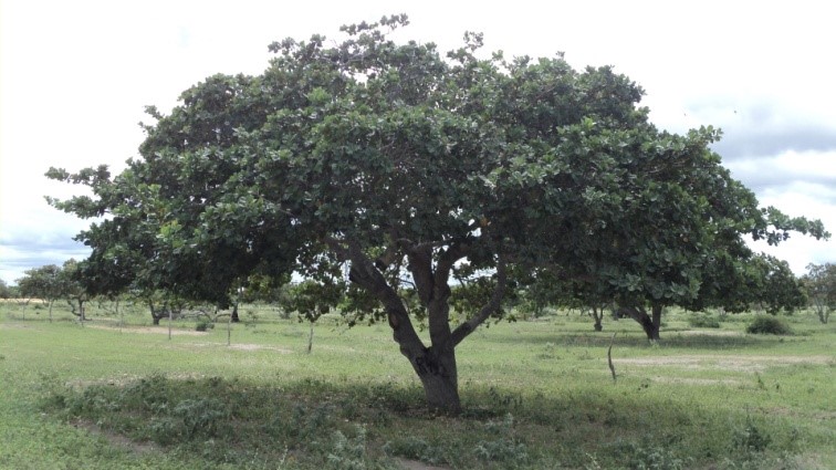 FRUTAS BRASIL: Botânica do cajueiro