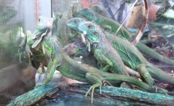 Colima: Recursos de Colima