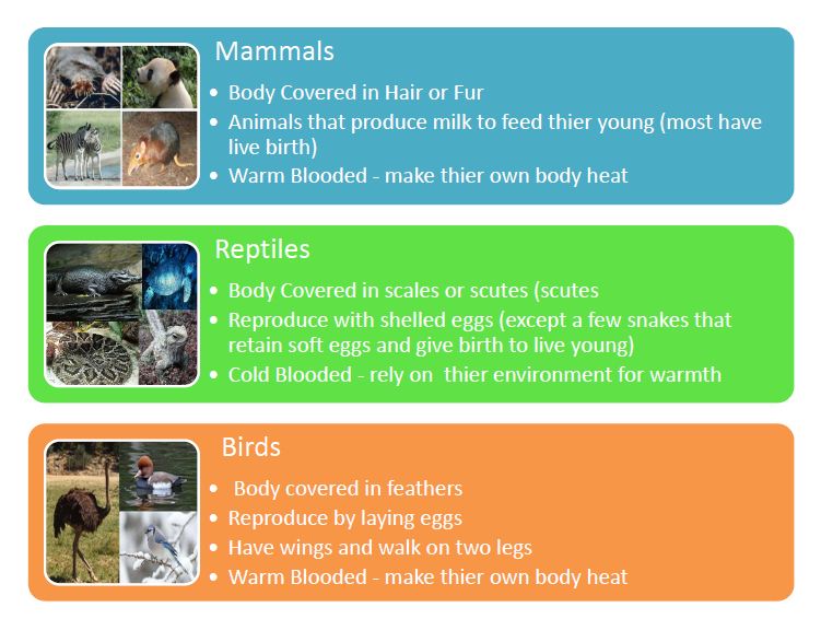 The Preschool Scientist: The Animals Have It All Covered – Classifying ...