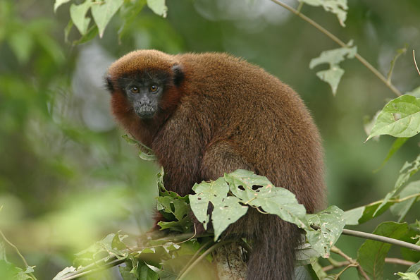Encyclopedia: Callicebus