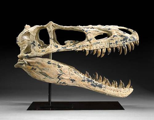 Alioramus altaï | Prehistoric animals, Paleontology, Dinosaur fossils