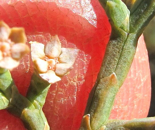 Esperance Wildflowers: Callitris roei - Roe's Cypress Pine