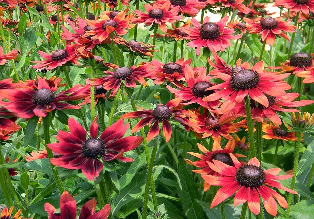 GROW RUDBECKIA HIRTA 'Cherry Brandy' SEEDS |The Garden of Eaden