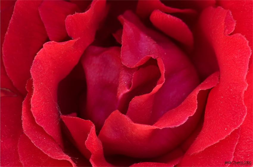 retales visuales: Rojo pasión