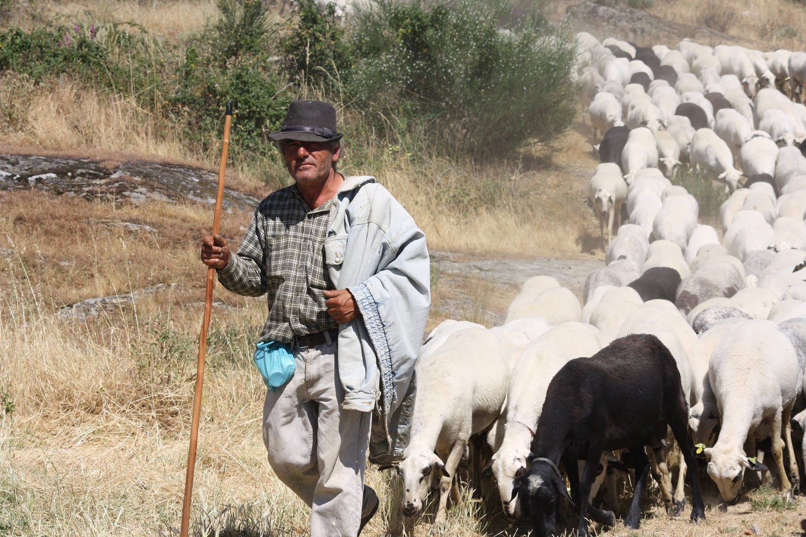 Lebução de Valpaços: Lá na serra, o pastor, com carinho guarda o gado