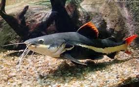 Jenis Jenis Ikan Hias Catfish