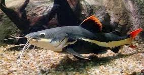 Red Tail Catfish / RTC ( Phractocephalus hemioliopterus )
