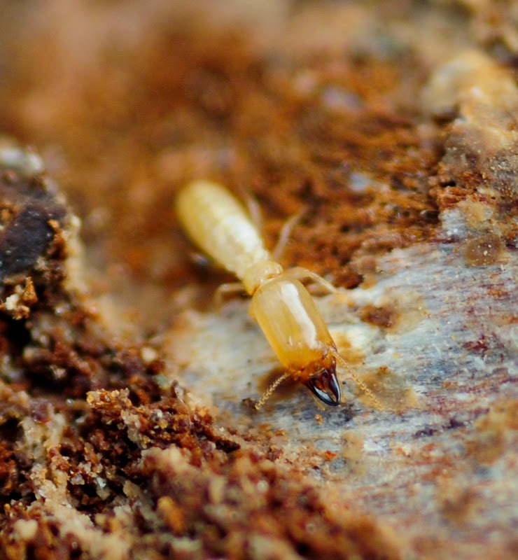 Paseos por la naturaleza: Reticulitermes lucifugus Termita