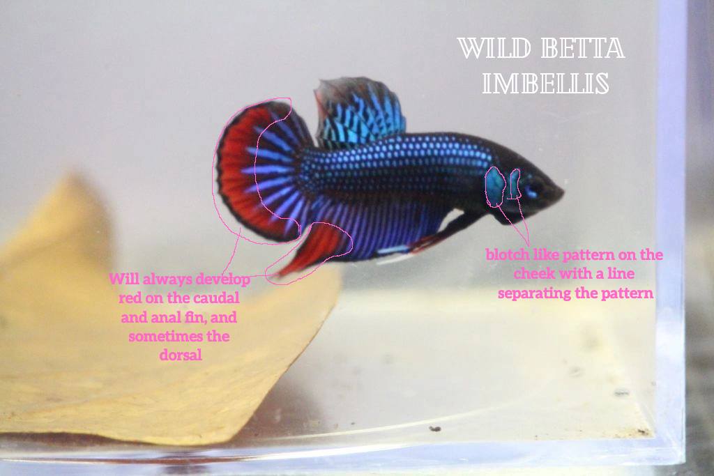 Berita TV Malaysia: Basic understanding of Wild Betta Splenden Complex ...