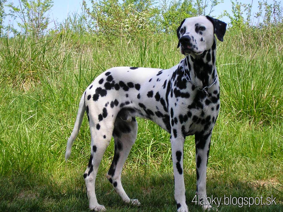 10 najvhodnejších plemien pre deti | 4 LABKY