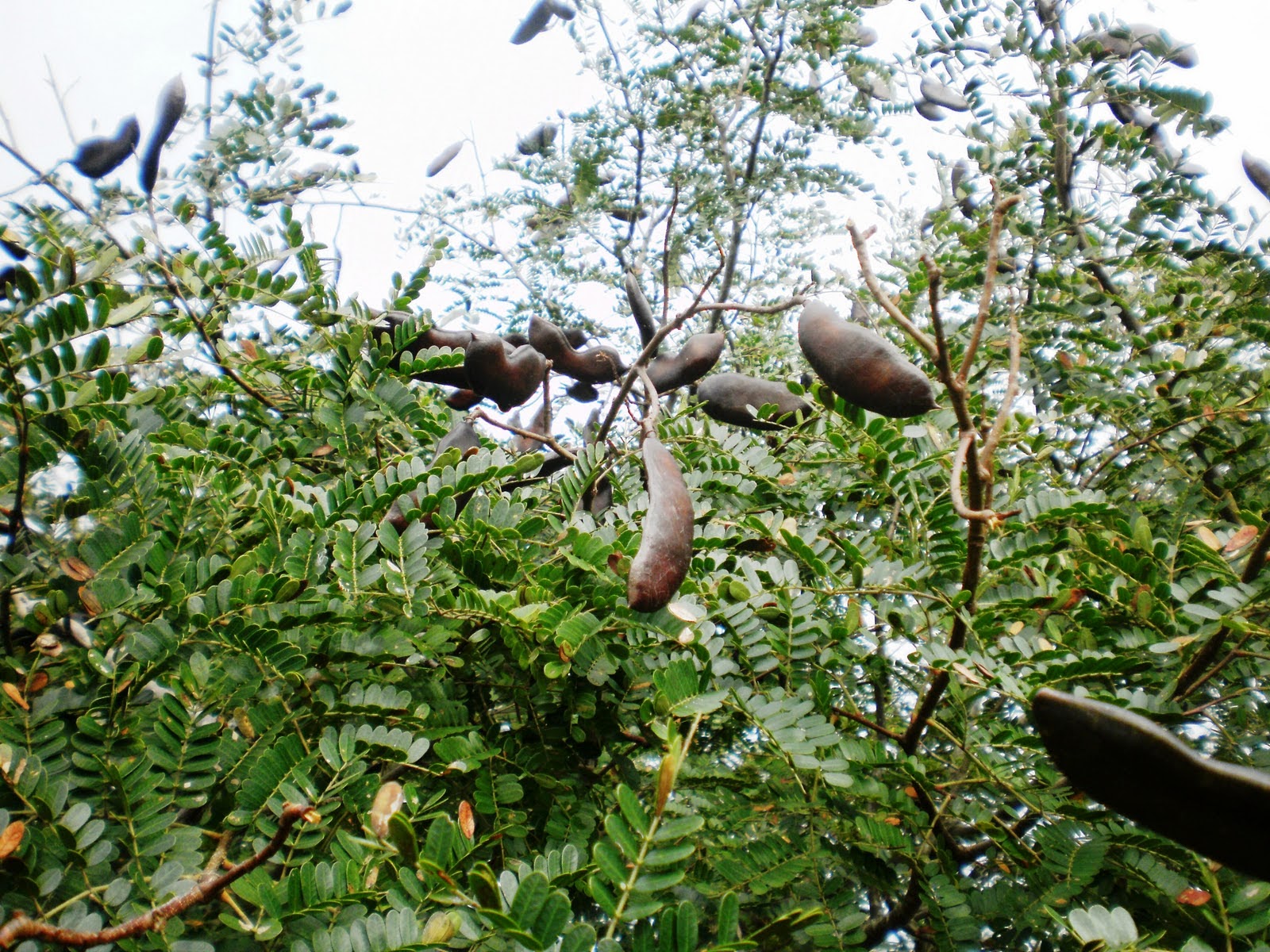 Q' Planta é Essa?: Pau ferro