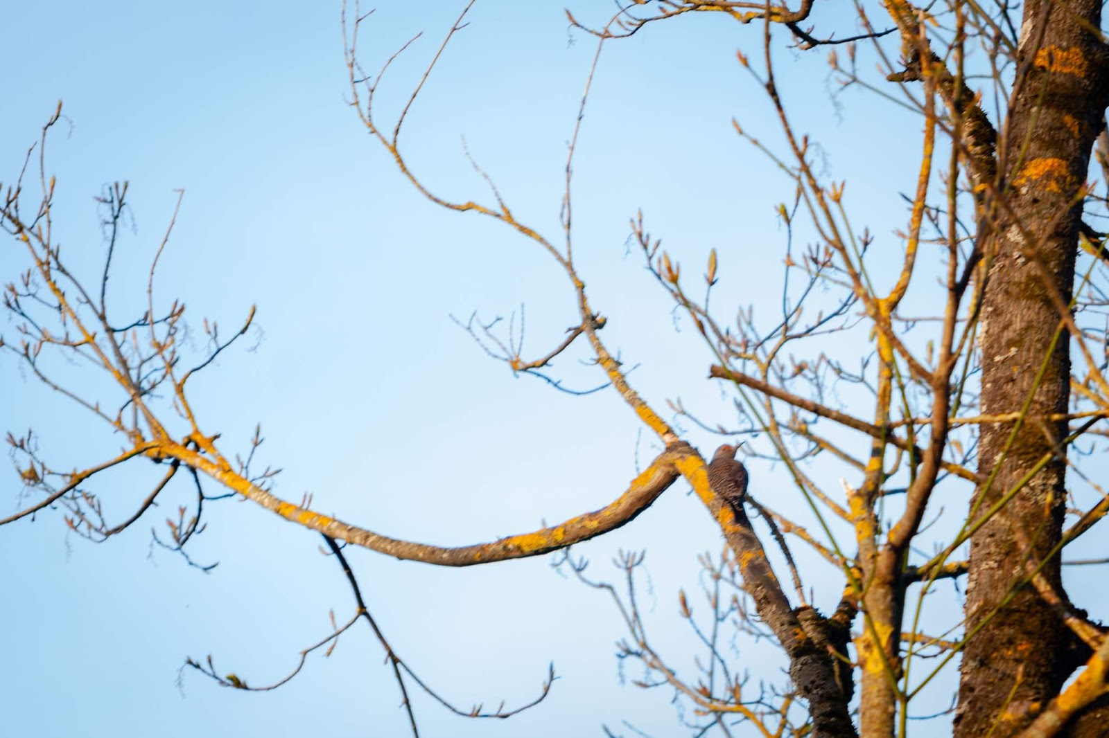 An Assignment: Birding - Parks Academe