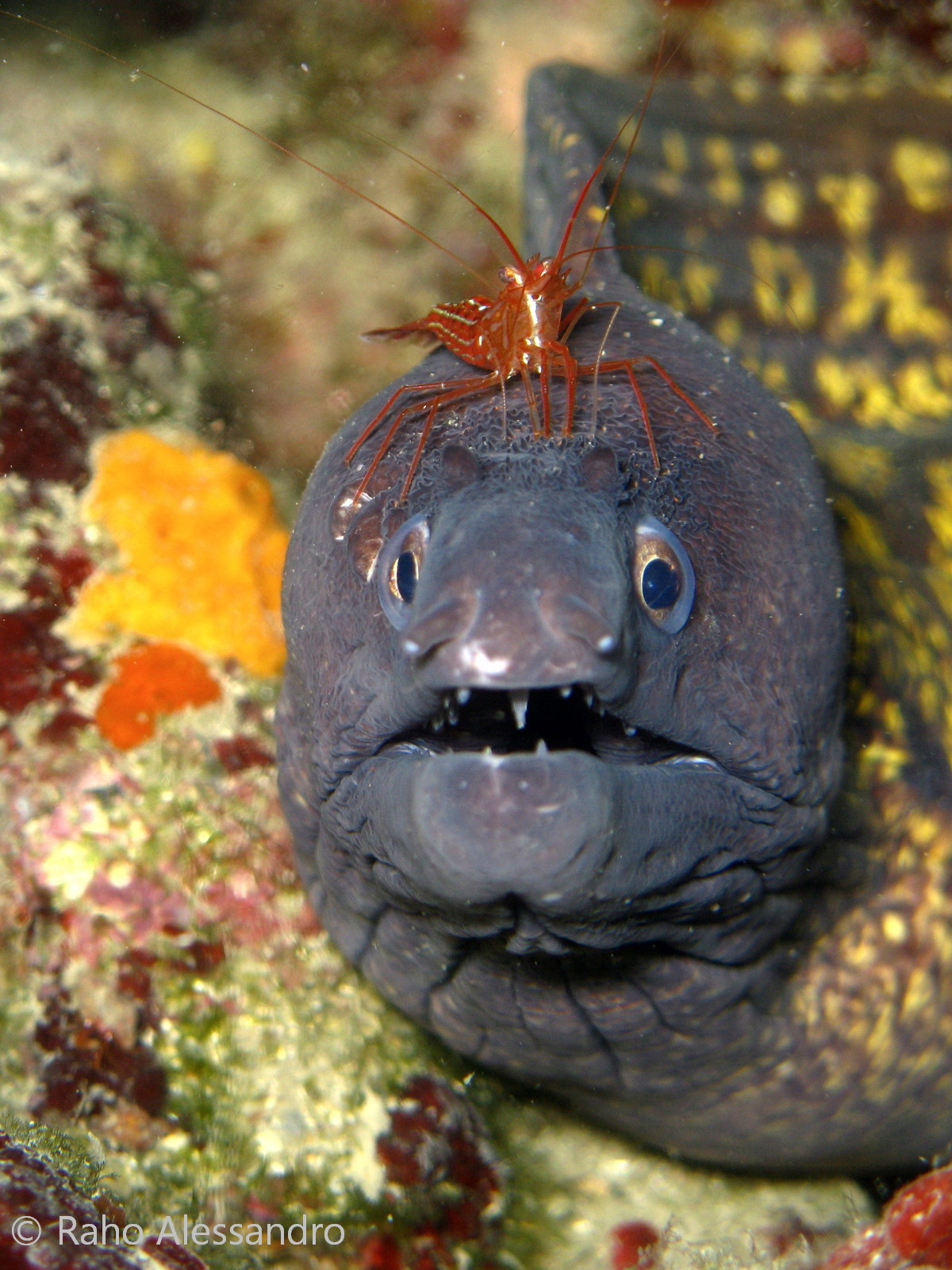 Necton e Plancton: Pesci: Murena