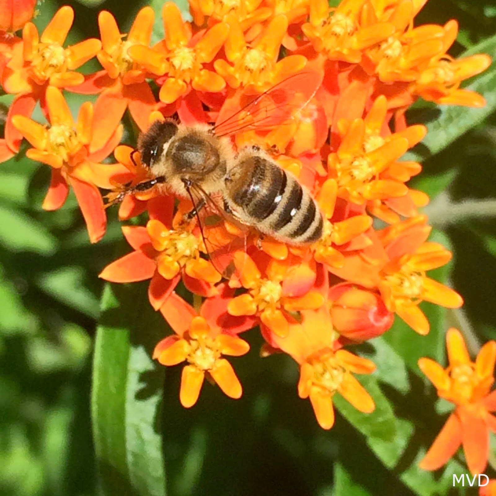 Green STEM Learning: Pollinators and Flowers in the Wildlife Garden ...
