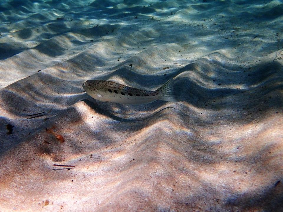 Biodiversity of Cyprus by NGO Protection of the Natural Heritage and ...