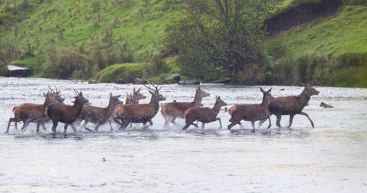 Darley Dale Wildlife: Red Deer river crossing - Chatsworth