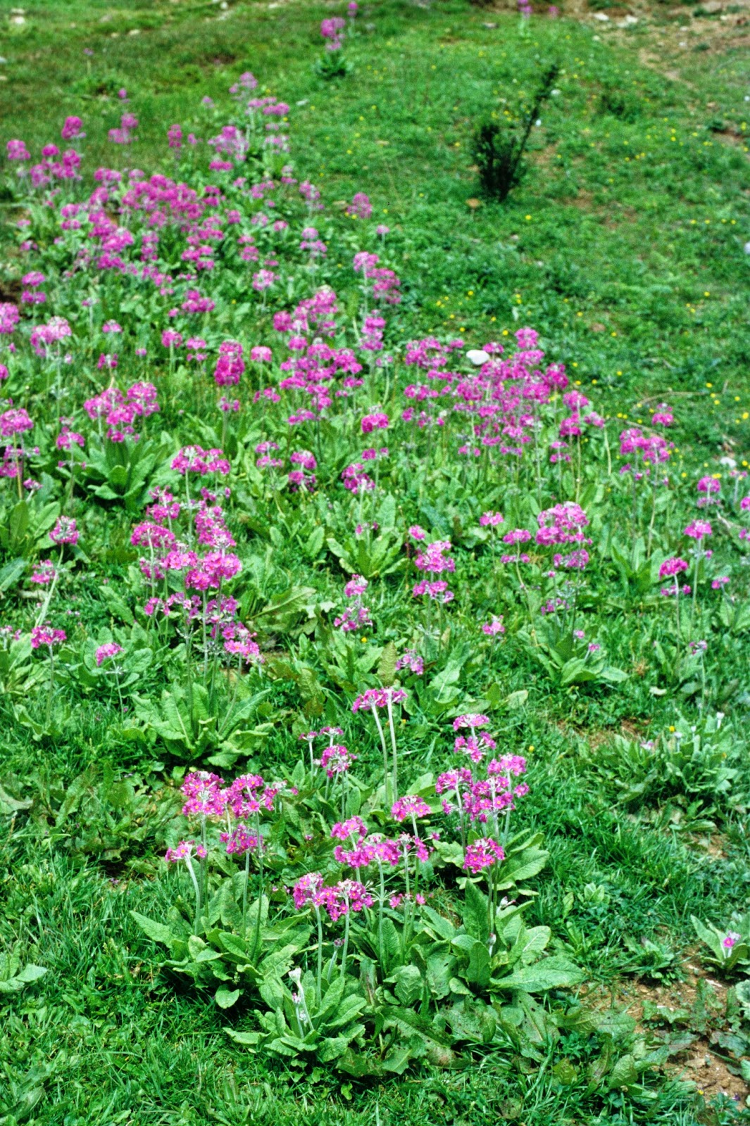 Prairiebreak: "Remembrance, like Rembrandt, is dark but festive"