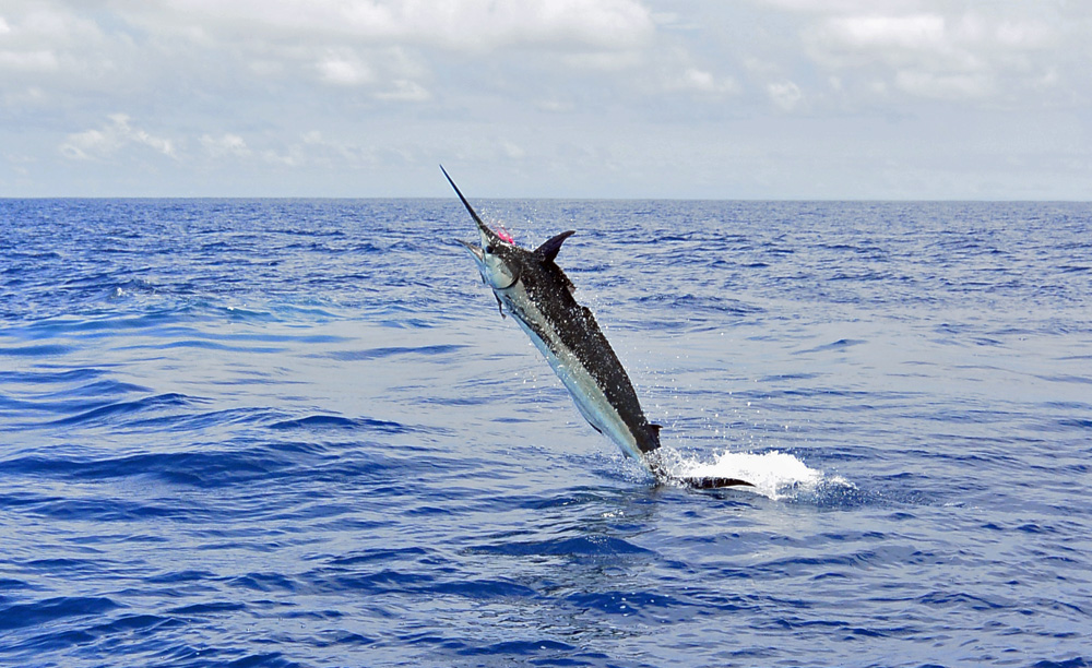 DEGS Fishing Report: Jake Jordan report