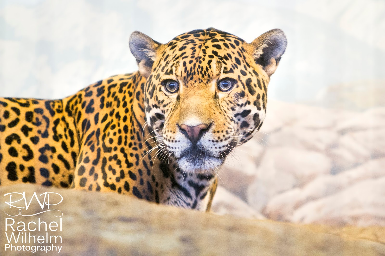 RWP Wildlife: Jaguar