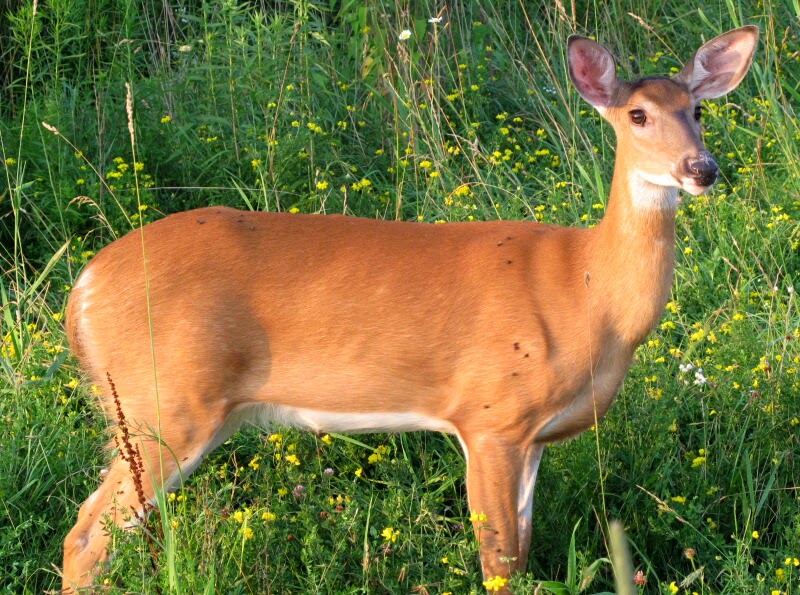 The Joyce Road Neighborhood: Summertime Deer