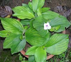 SUMBER ILHAM: KHASIAT TUMBUHAN CEKUR