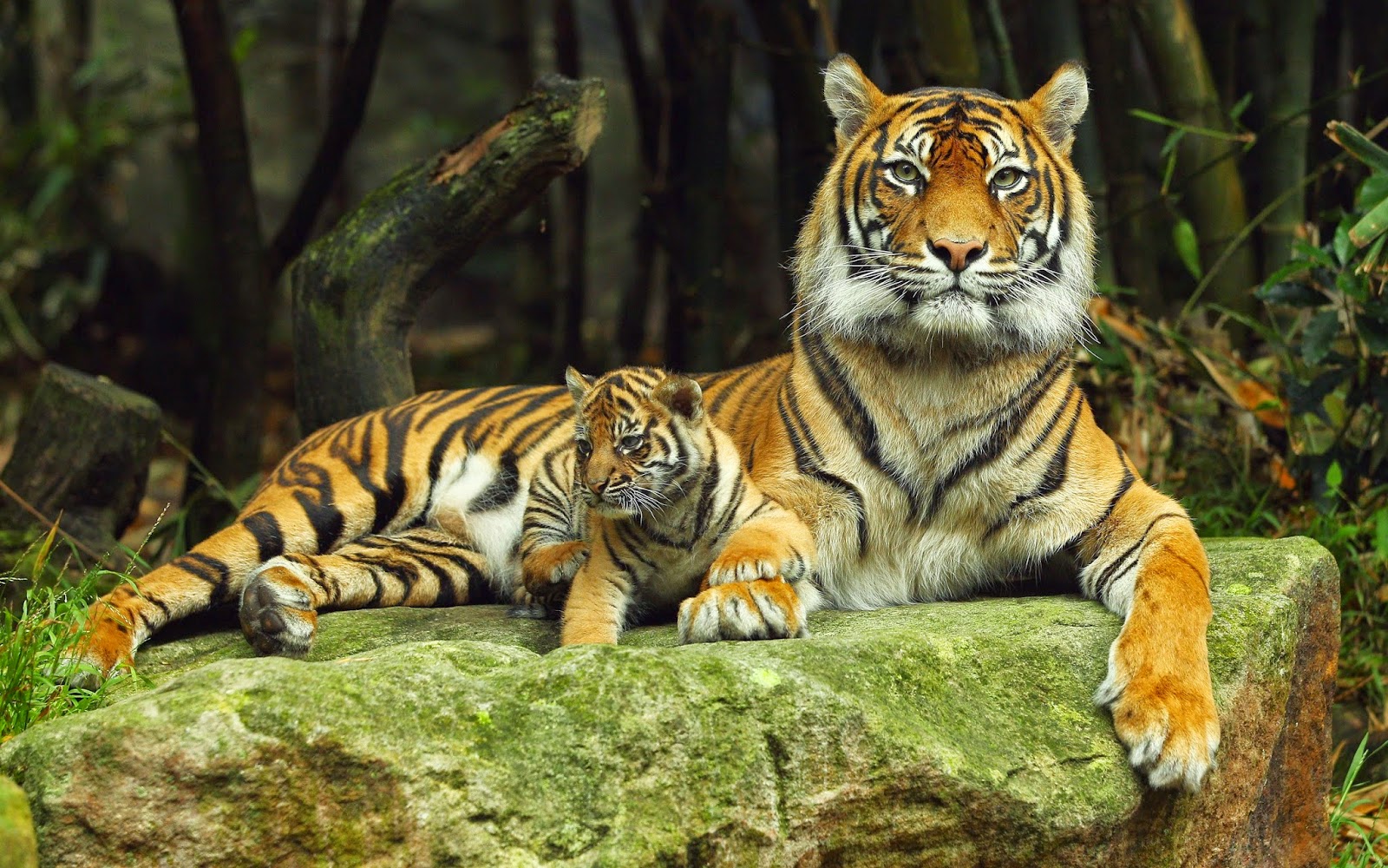 Pin by Gayle Shaw on Animals | Tiger photography, Female tiger, Pet tiger