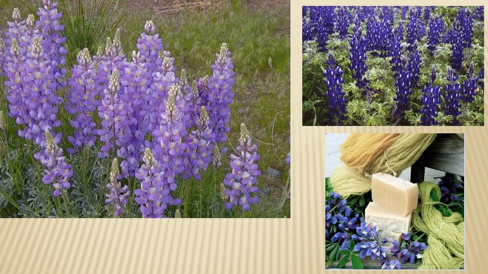 Varza si placinte: lupin, lupeol