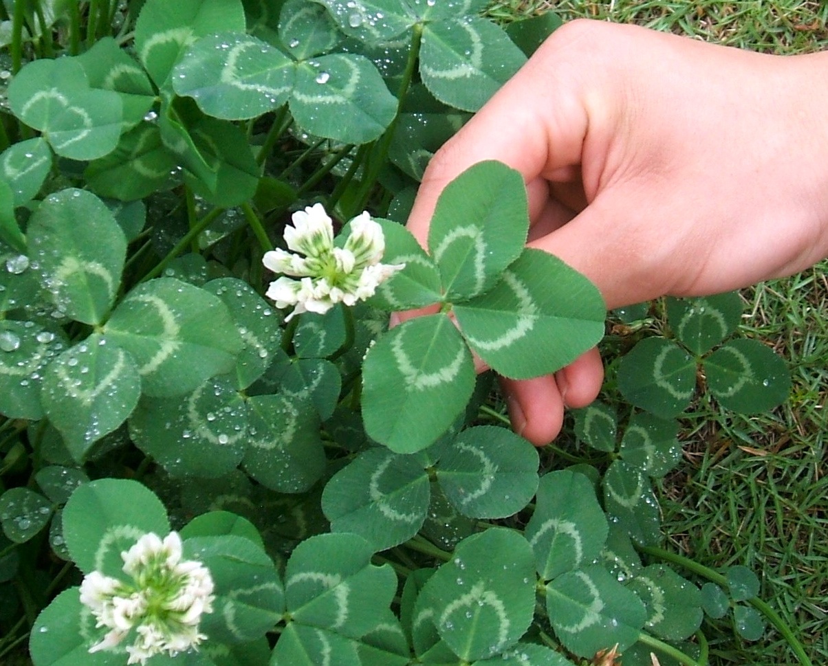 EcoRover: Chengdu Pandas, Terracotta Warriors