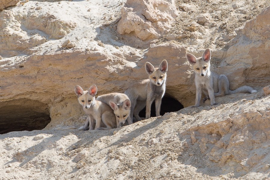 Birds of Saudi Arabia: Arabian Red Fox cubs – Jebal Nayriyyah